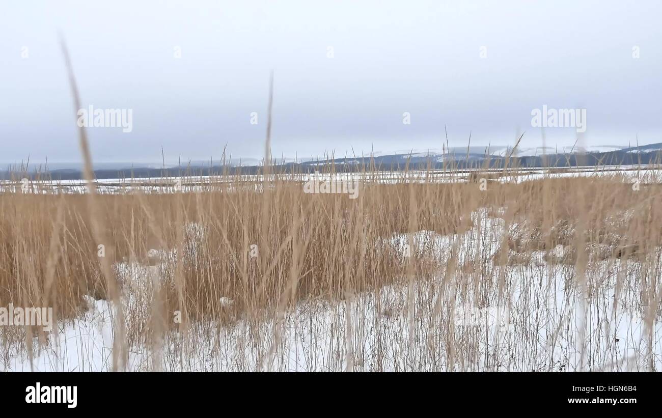 dry grass field winter snow winter the landscape nature Stock Photo - Alamy