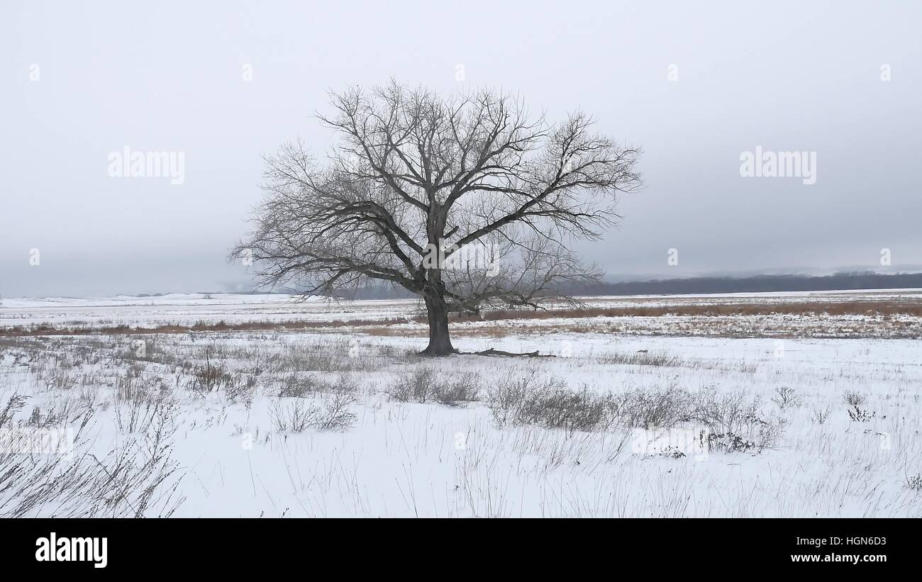 dry the grass marsh winter reed beautiful cold landscape nature Stock ...