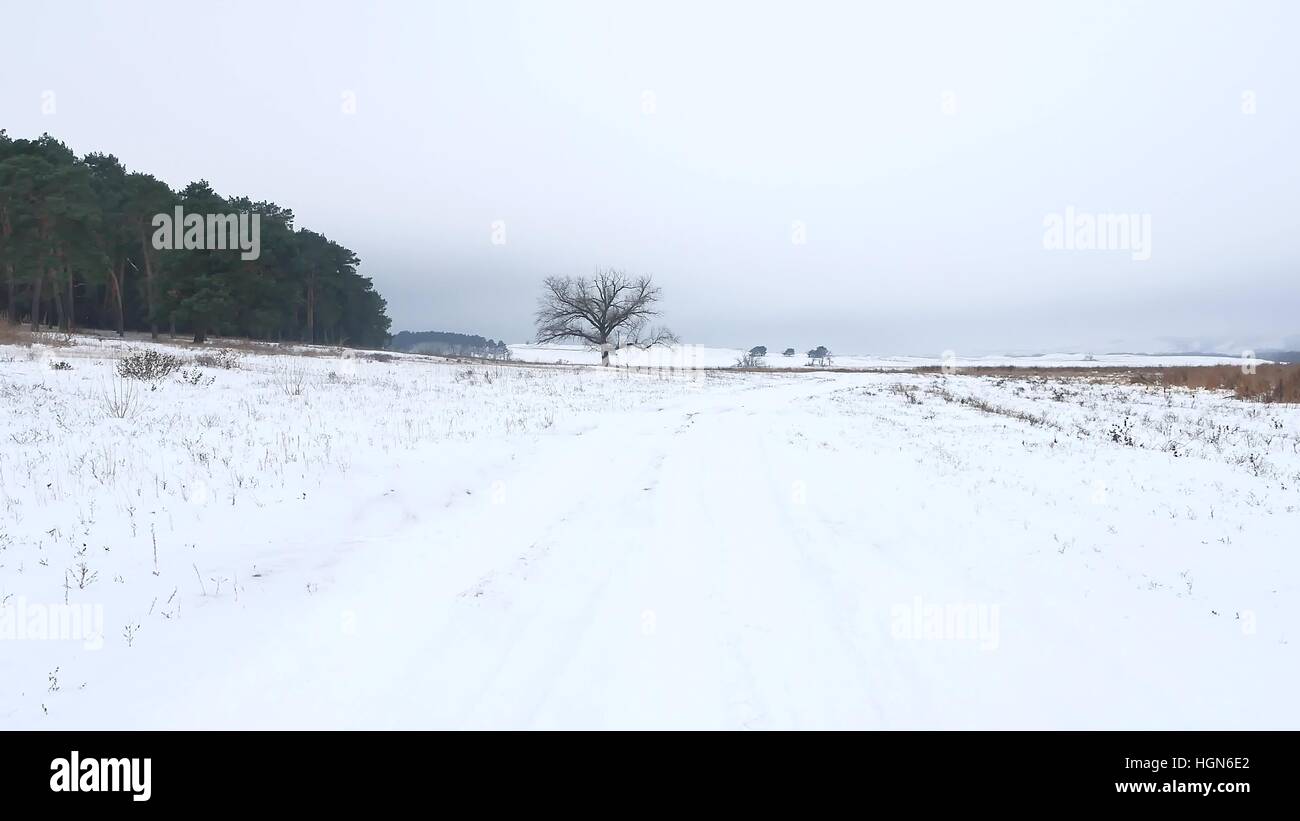 forest trees christmas tree, snow frost cold landscape nature the ...