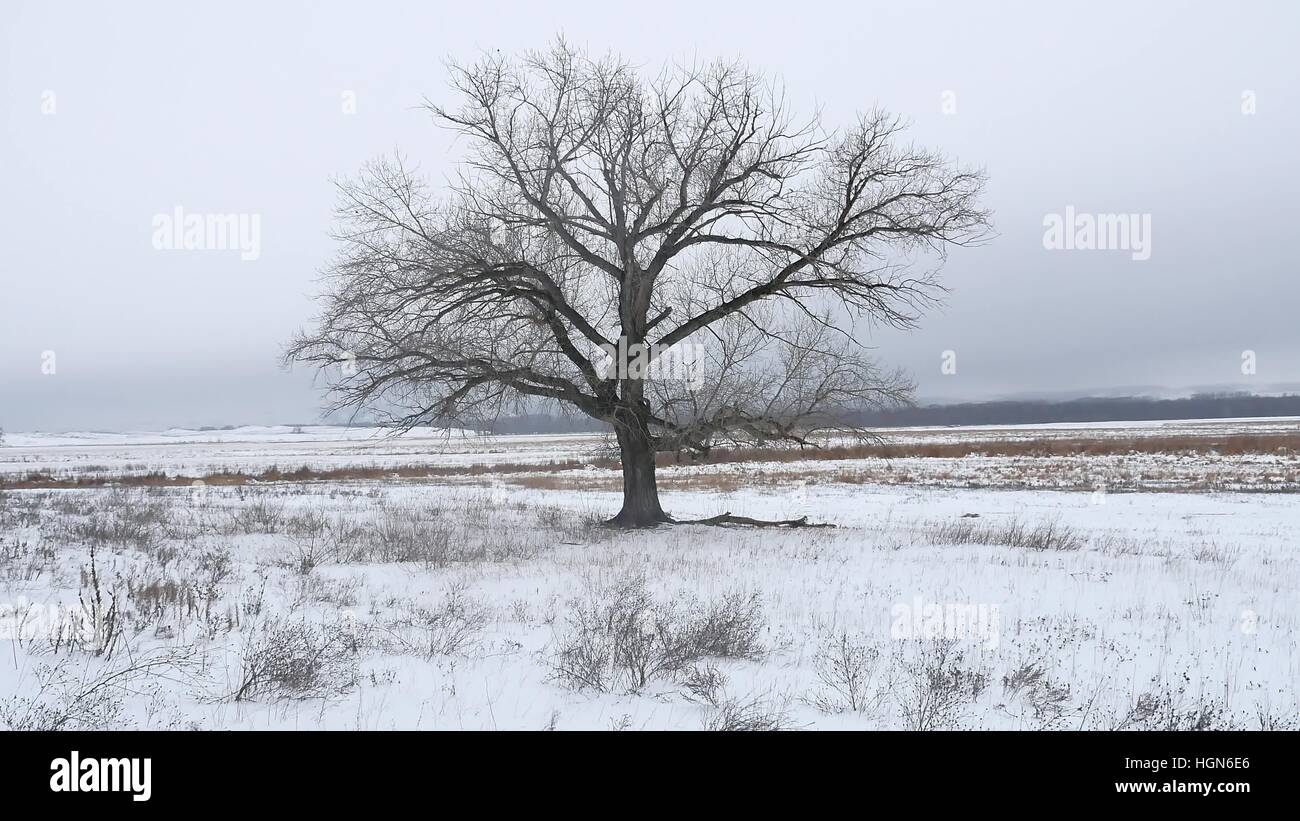 dry the grass marsh winter reed beautiful cold nature landscape Stock ...