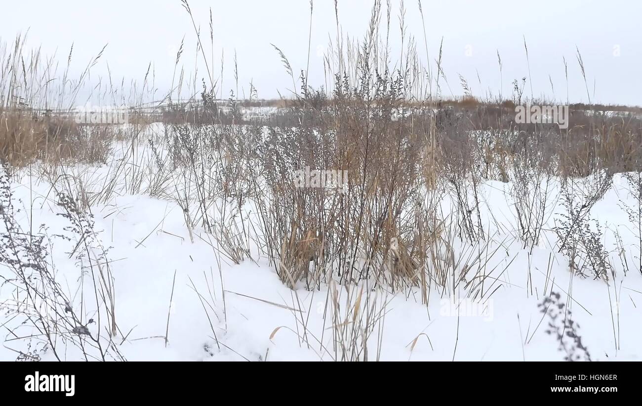 dry grass field winter nature snow winter the landscape Stock Photo - Alamy