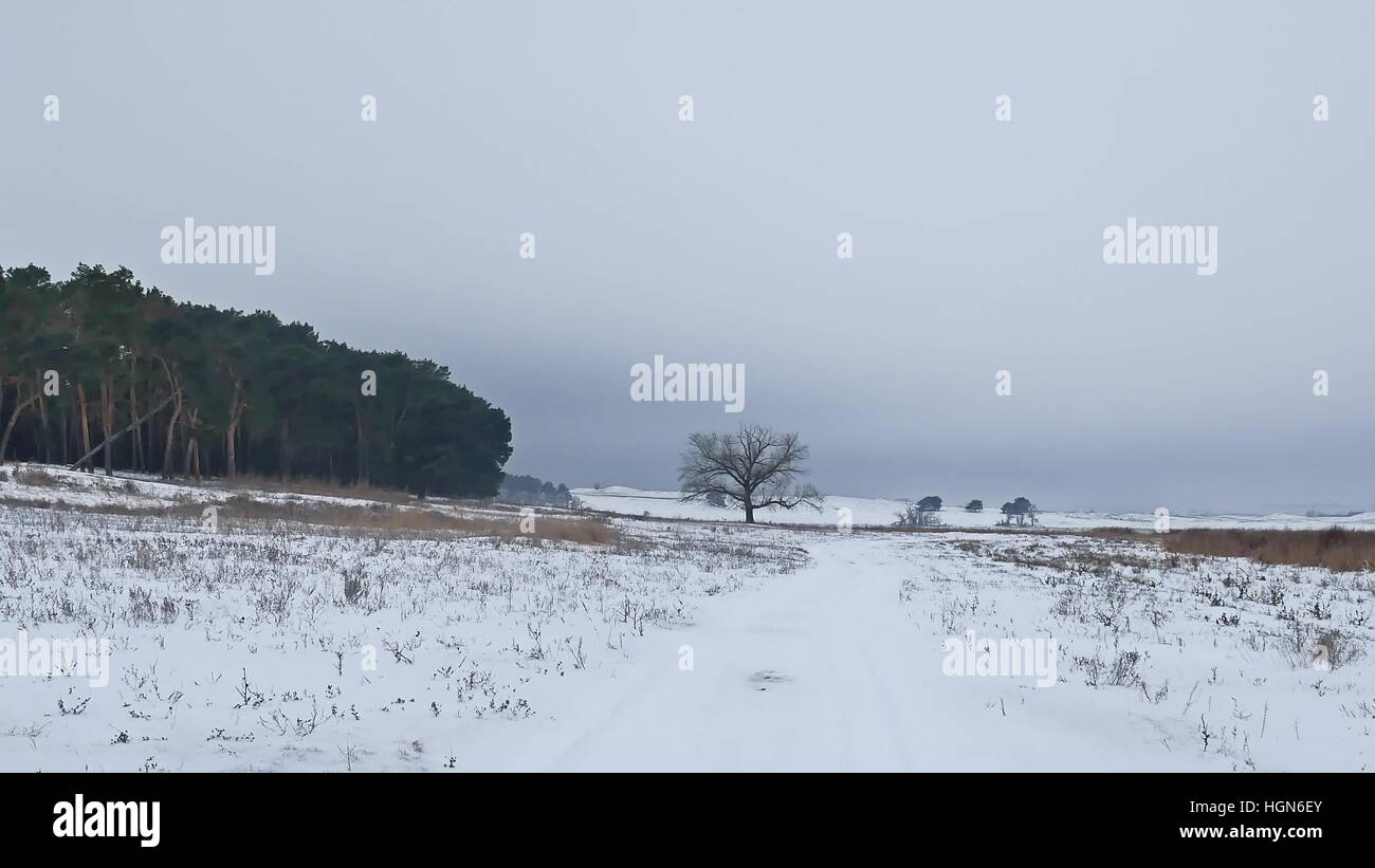 trees forest christmas tree, snow frost cold nature landscape the ...