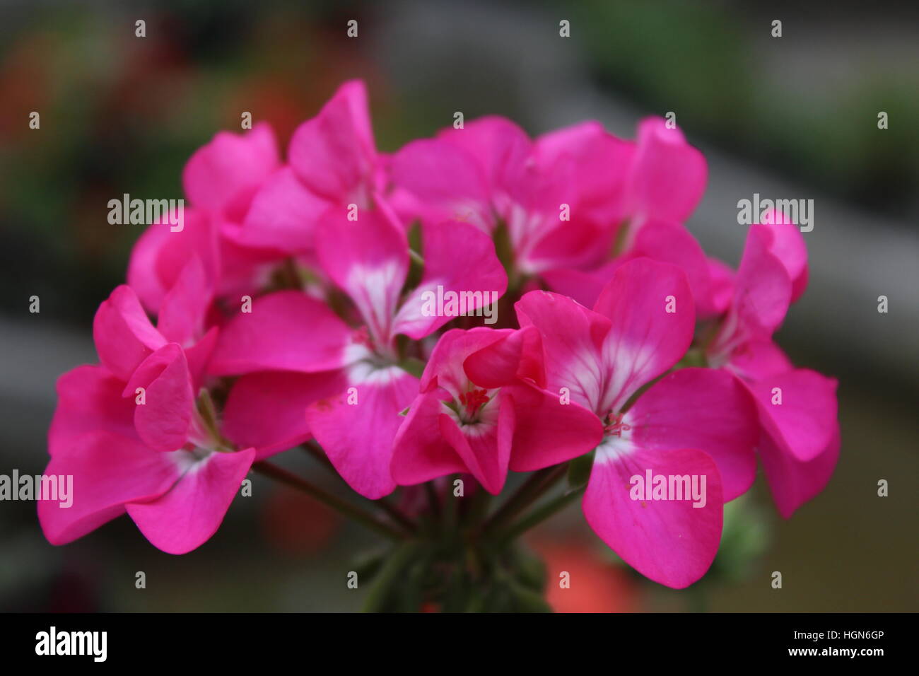 Flower in india hi-res stock photography and images - Alamy