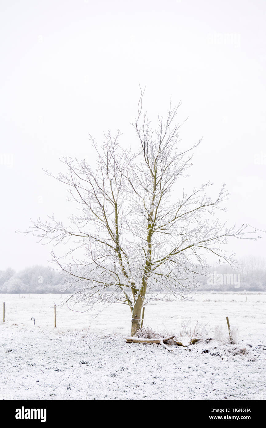 Single tree on snowy meadow Stock Photo - Alamy