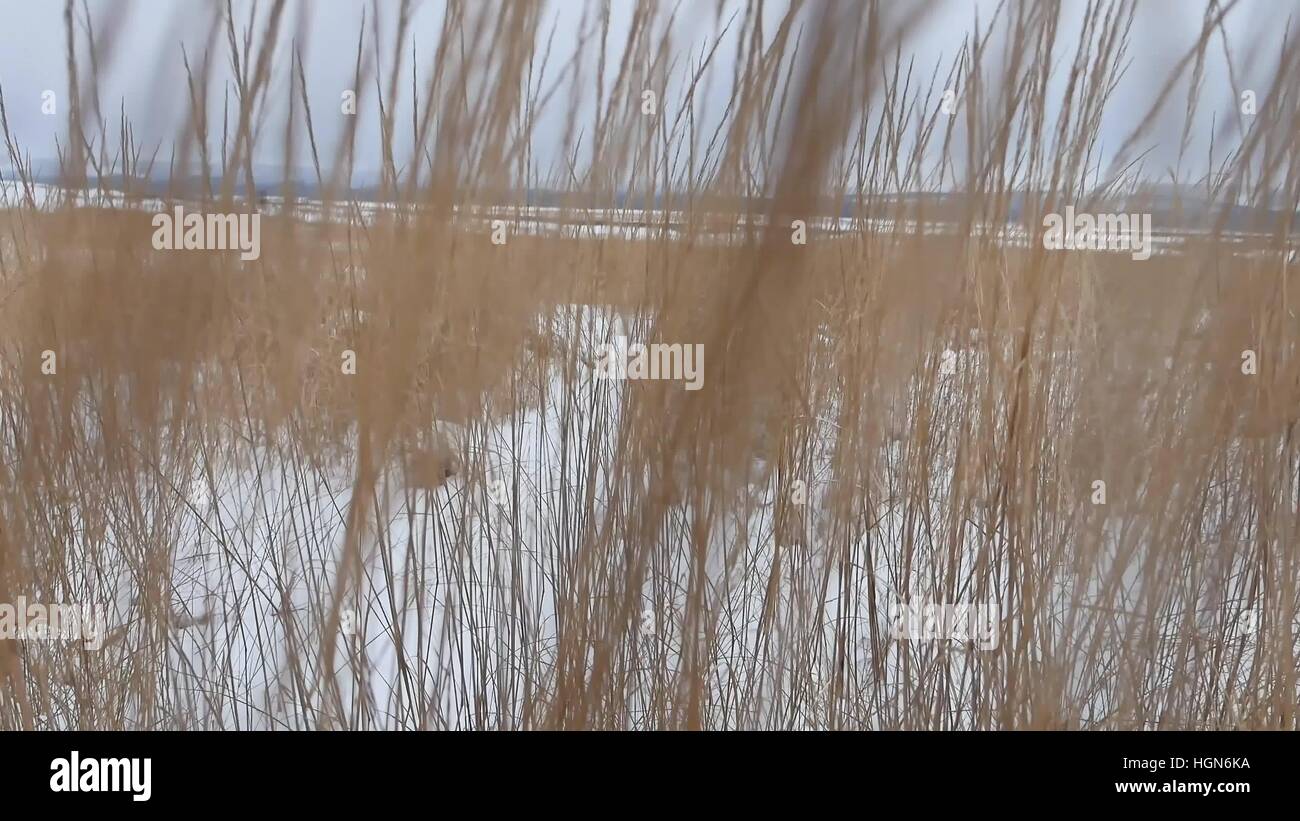 dry grass field winter snow winter nature the landscape Stock Photo - Alamy
