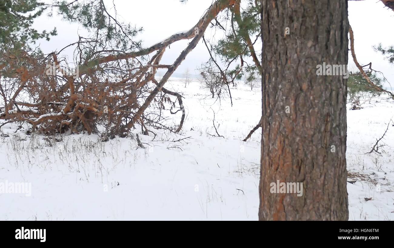 nature trees forest christmas tree, snow frost cold the winter ...
