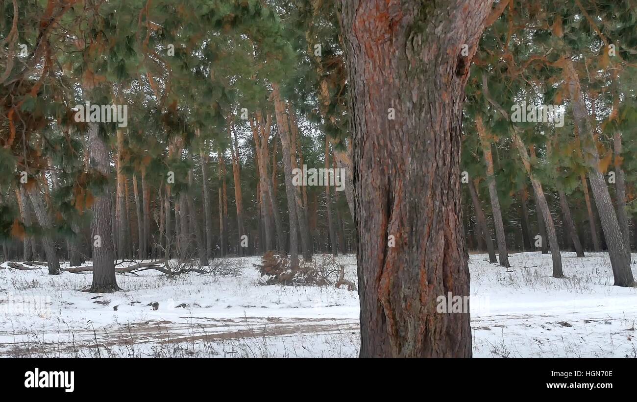 forest trees christmas tree, snow frost cold landscape the winter ...
