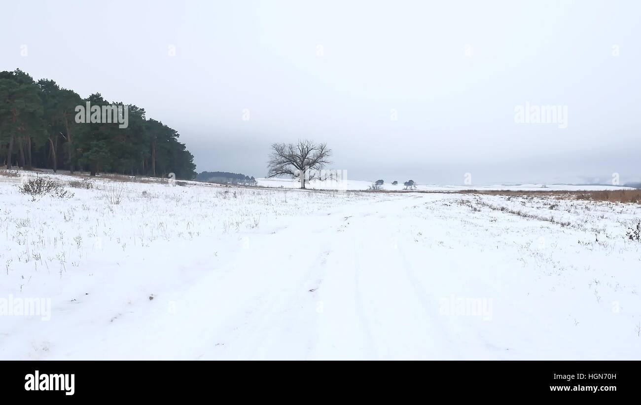 forest trees christmas tree, snow frost cold landscape nature the ...