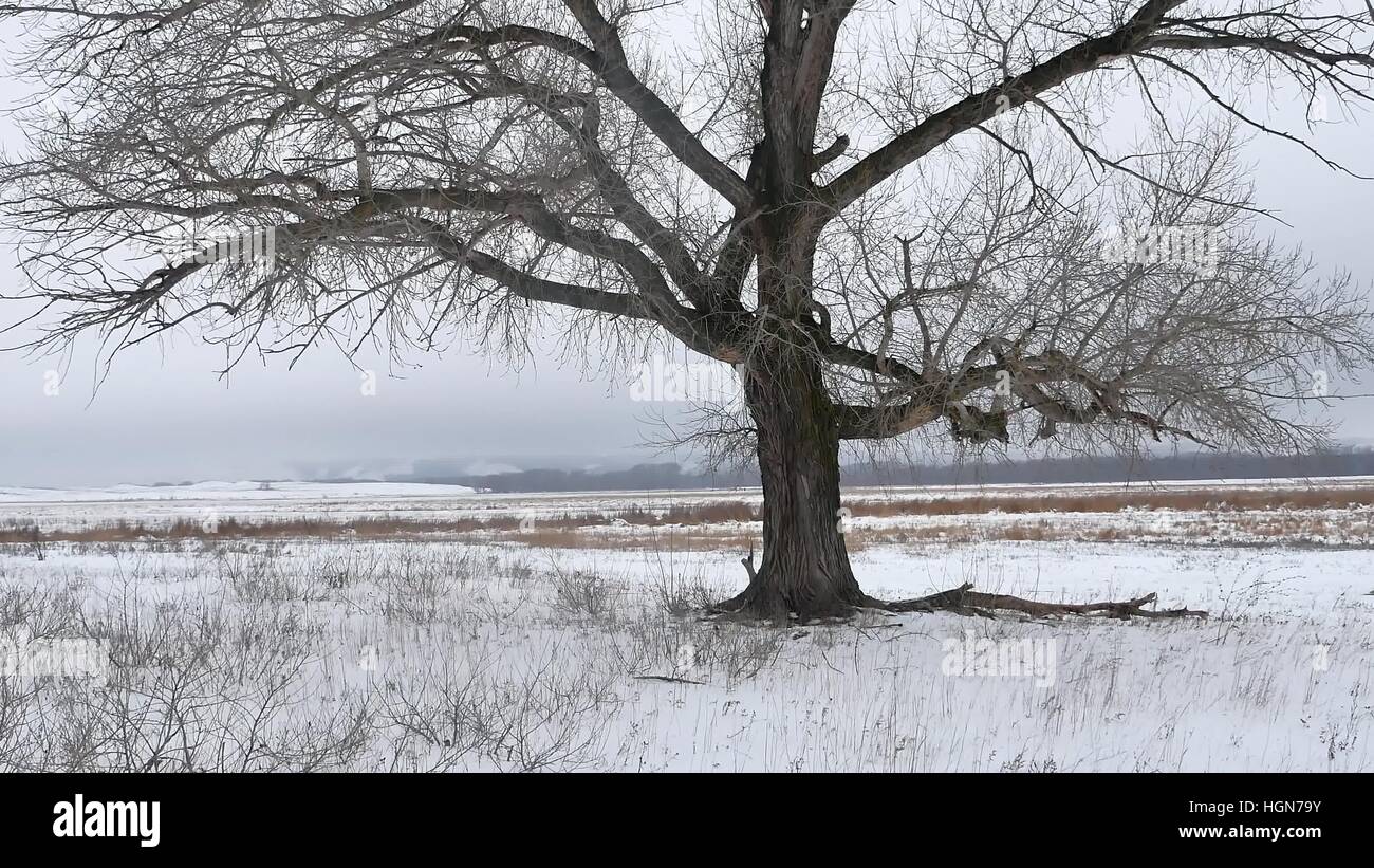 dry the grass marsh winter reed beautiful cold nature landscape Stock ...
