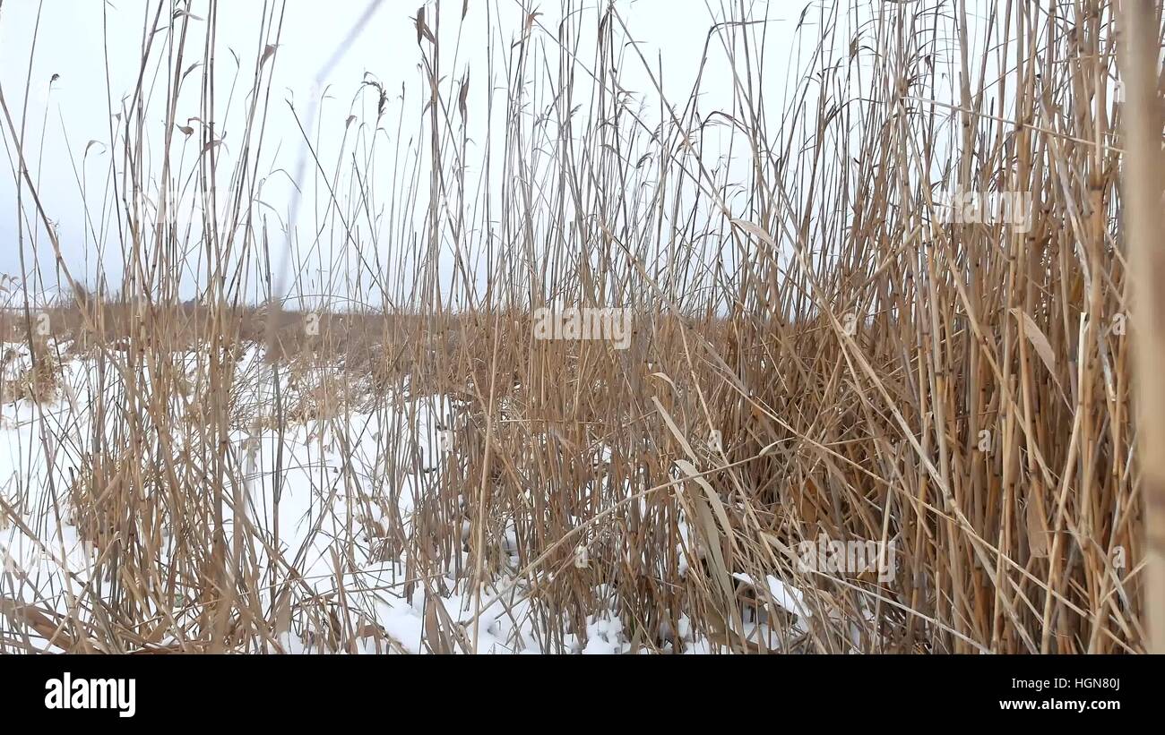 Marsh spike rush hi-res stock photography and images - Alamy