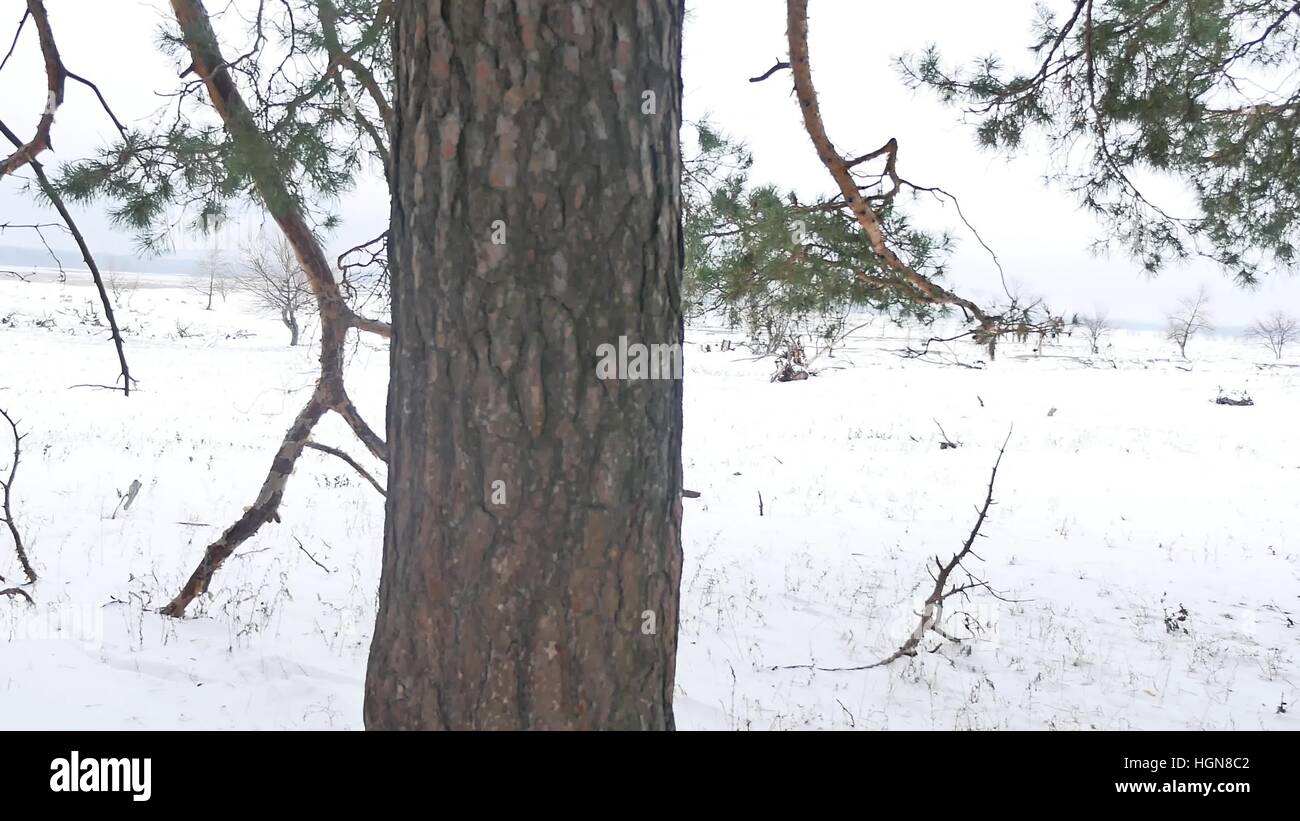 nature trees forest christmas tree, snow frost cold the winter ...