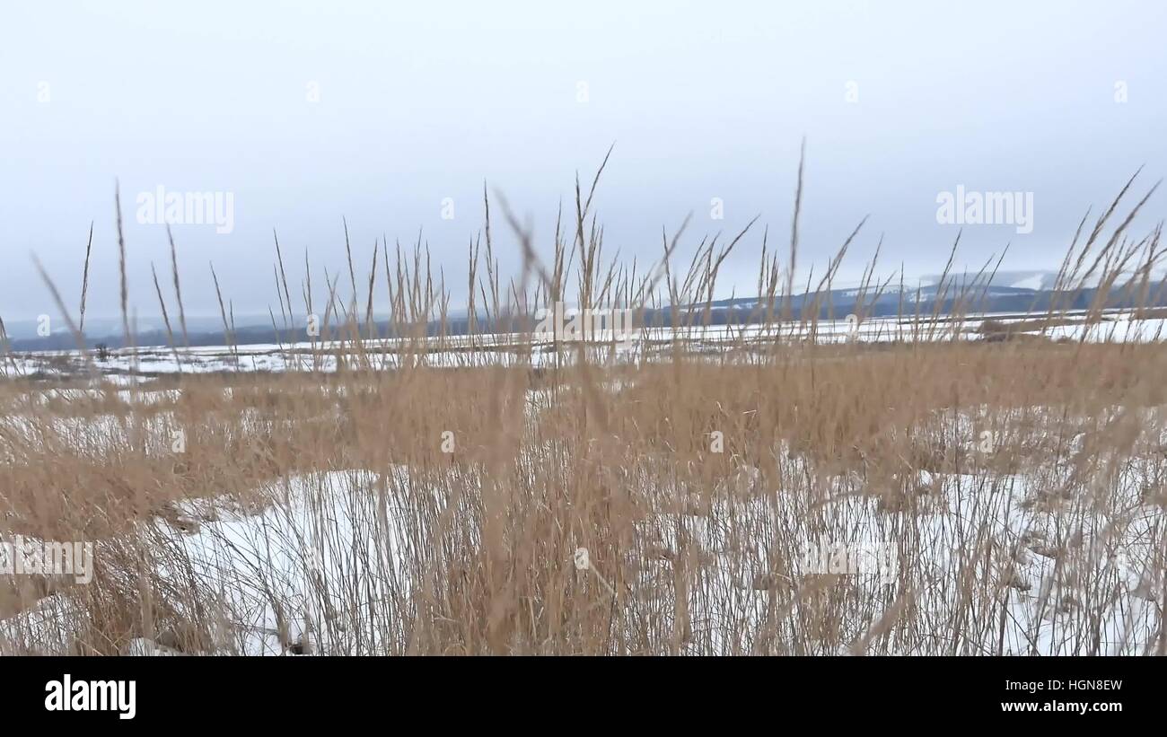 dry grass field winter snow winter the landscape nature Stock Photo - Alamy