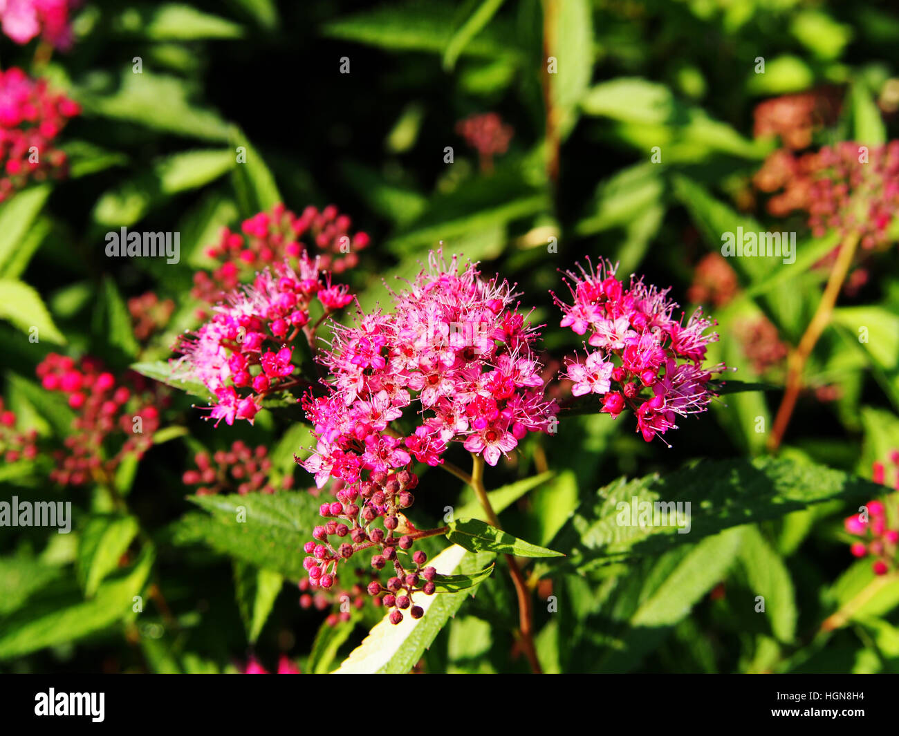 Spiraea japonica 'Anthony Waterer' - Japanese meadowsweet, japanese ...