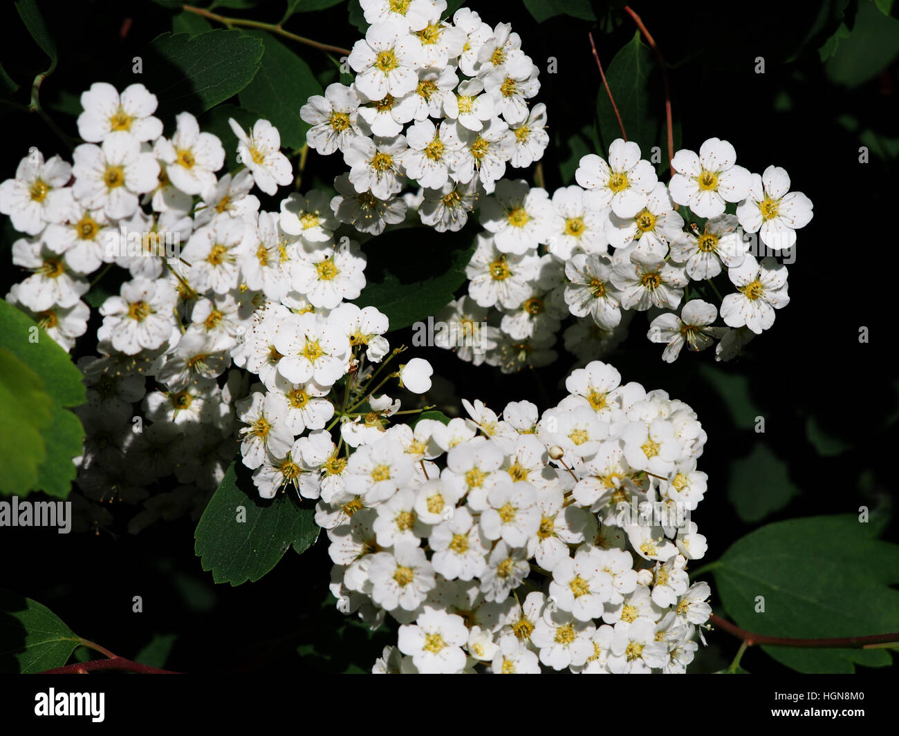 Spiraea betulifolia - white meadowsweet, birch leaf spirea Stock Photo ...
