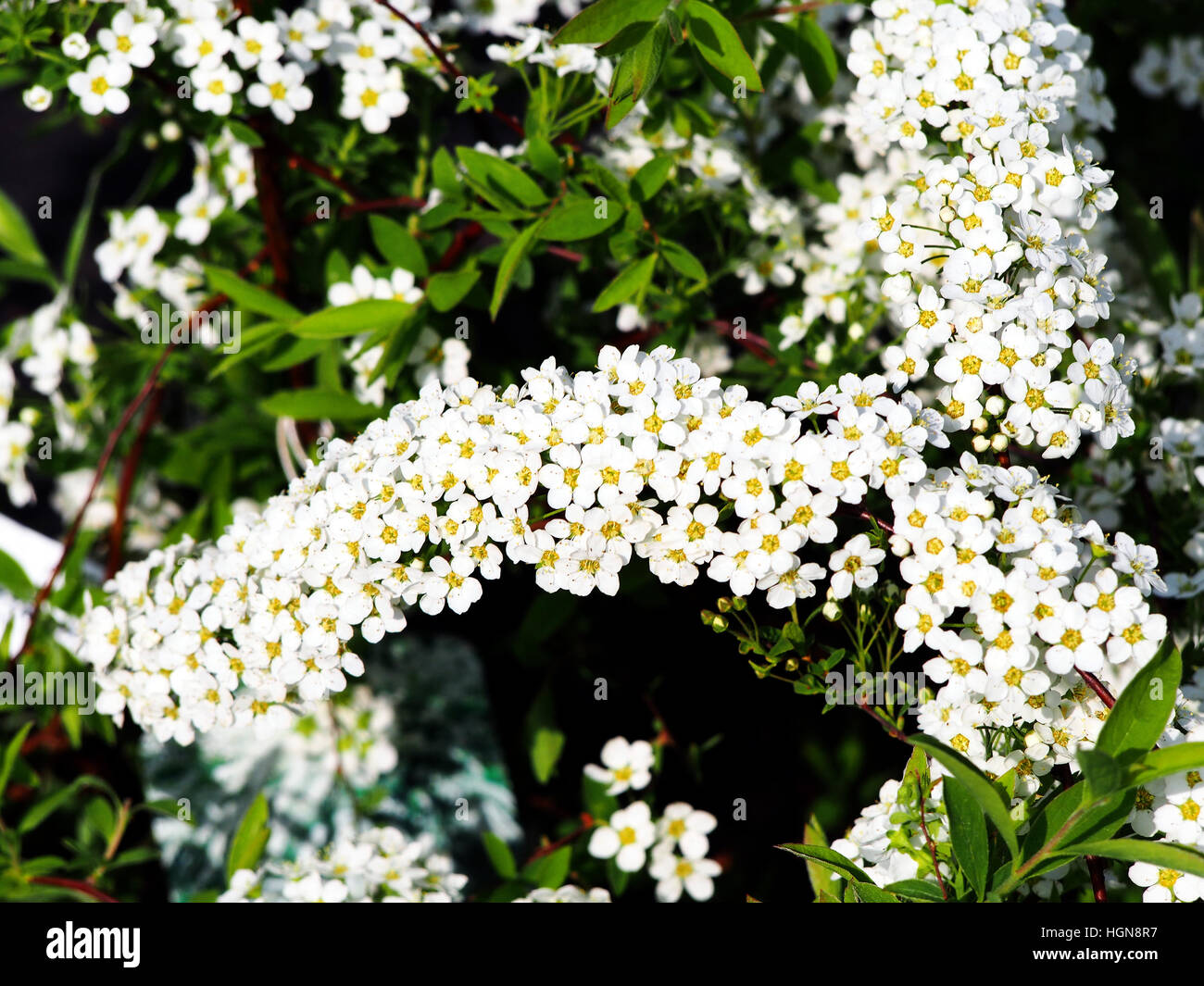 Spiraea cinerea 'Grefsheim' (syn. Spiraea arguta) - spirea Stock Photo ...