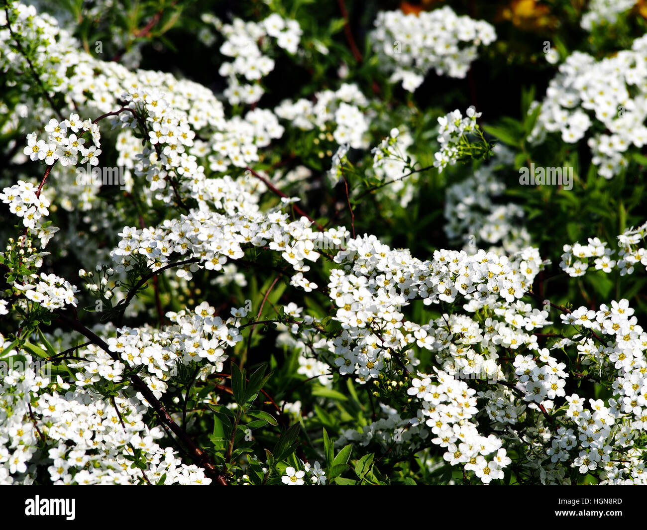 Spiraea cinerea 'Grefsheim' (syn. Spiraea arguta) - spirea Stock Photo ...