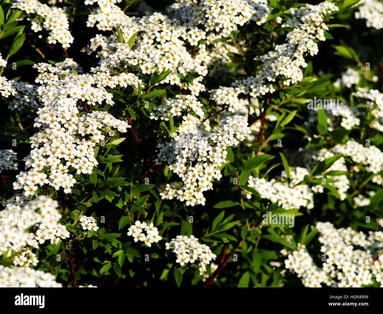 Spiraea cinerea 'Grefsheim' (syn. Spiraea arguta) - spirea Stock Photo ...
