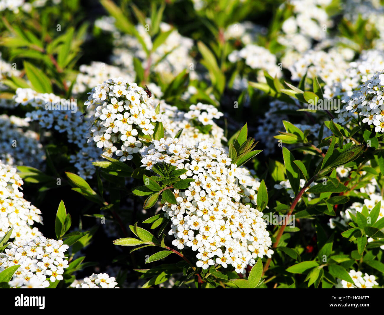 Arguta White Flowers High Resolution Stock Photography and Images - Alamy