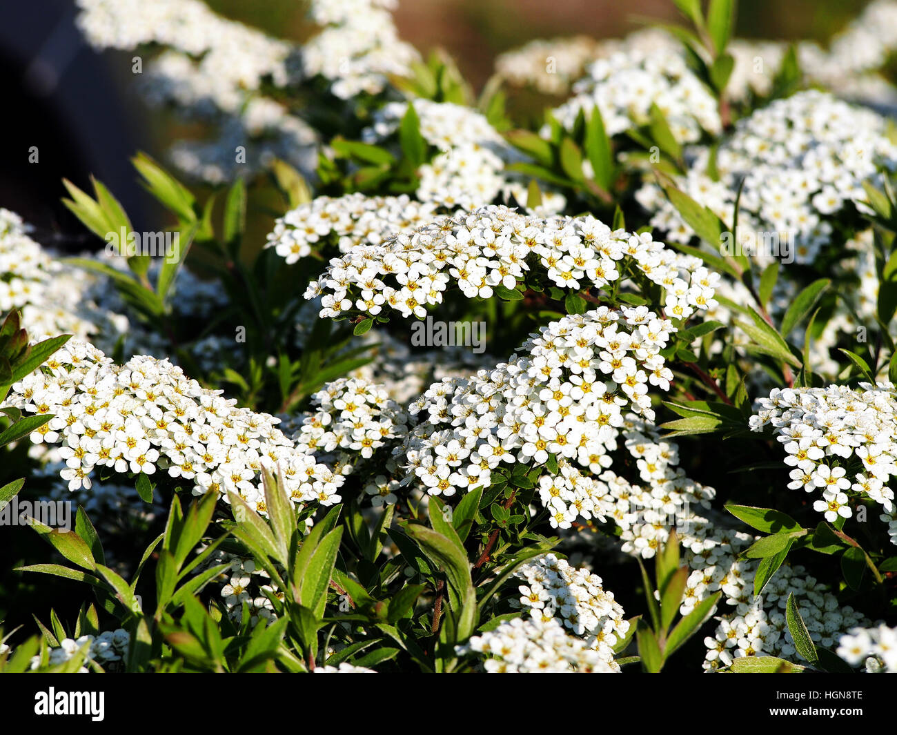 Spiraea cinerea 'Grefsheim' (syn. Spiraea arguta) - spirea Stock Photo ...