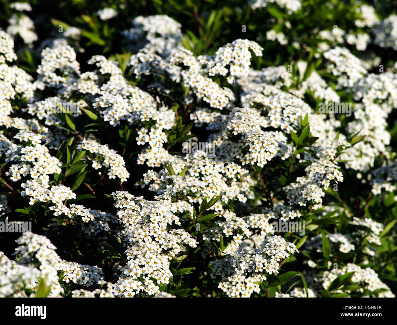 Spiraea cinerea 'Grefsheim' (syn. Spiraea arguta) - spirea Stock Photo ...