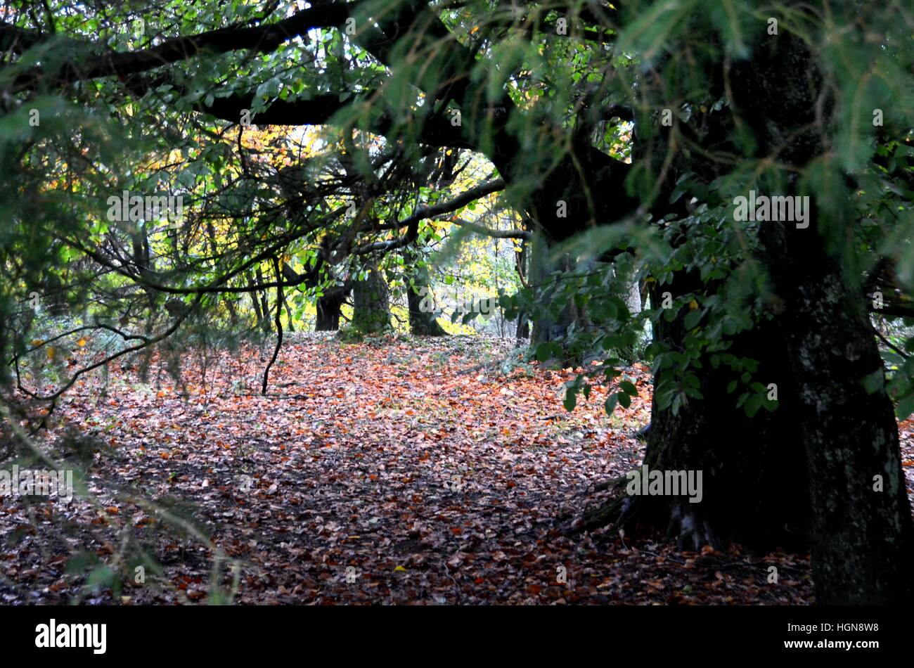 Wooded clearing hi-res stock photography and images - Alamy