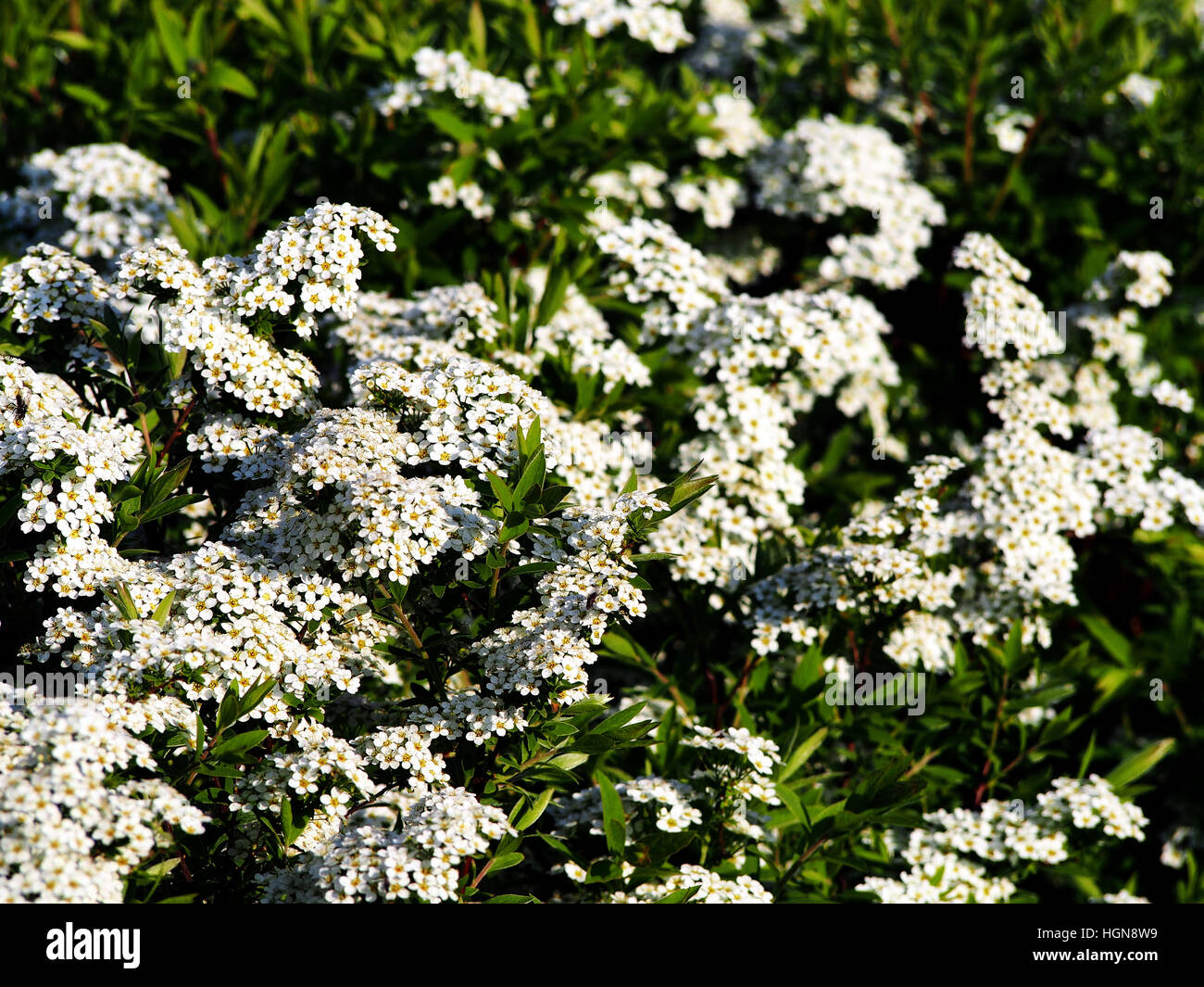 Spiraea cinerea 'Grefsheim' (syn. Spiraea arguta) - spirea Stock Photo ...