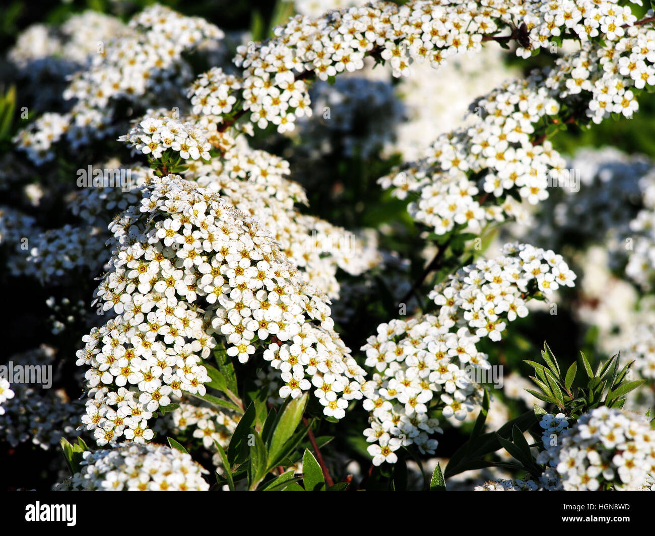 Spiraea cinerea 'Grefsheim' (syn. Spiraea arguta) - spirea Stock Photo ...