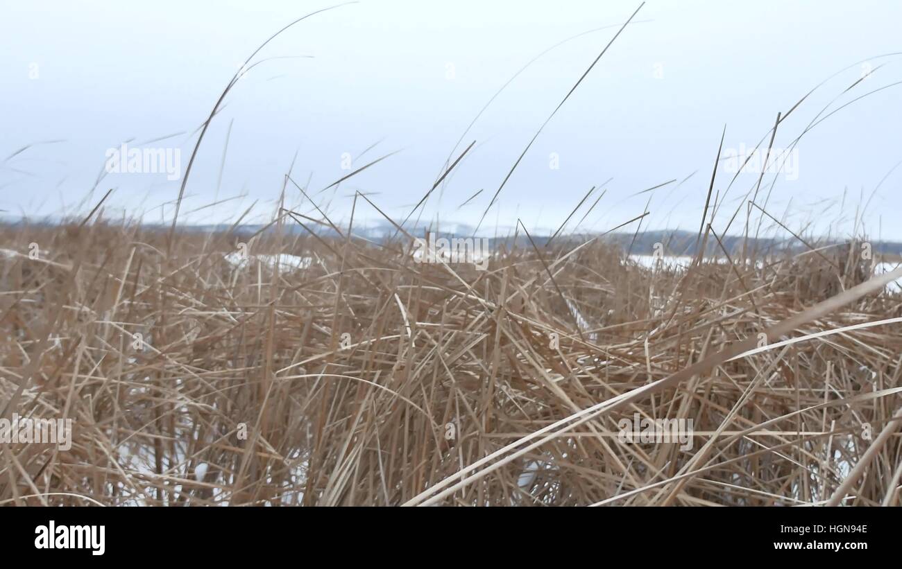 Marsh spike rush hi-res stock photography and images - Alamy