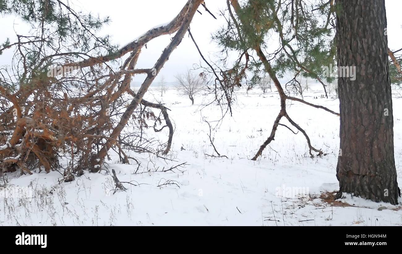 nature trees forest christmas tree, snow frost cold the winter ...