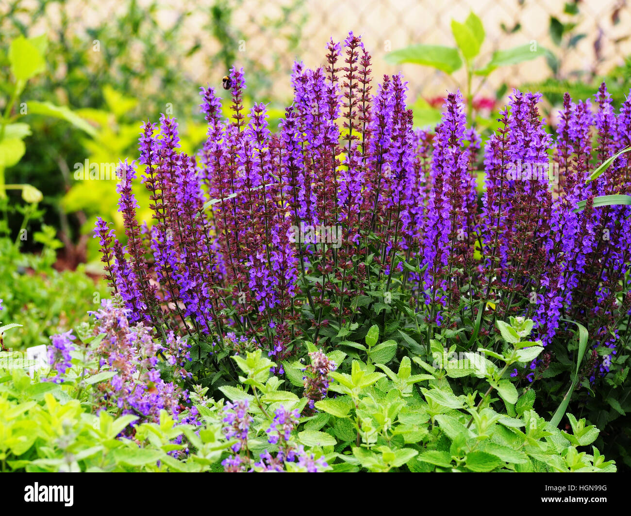 Woodland sage, Balcan clary (Salvia nemorosa Stock Photo - Alamy