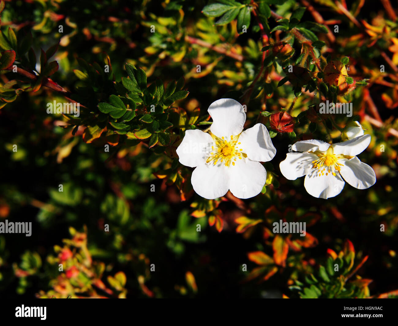 Dasiphora fruticosa syn Potentilla fruticosa 'Abbotswood' - shrubby ...