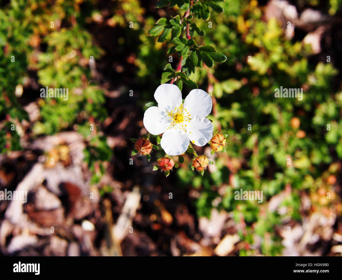 Dasiphora fruticosa syn Potentilla fruticosa 'Abbotswood' - shrubby ...