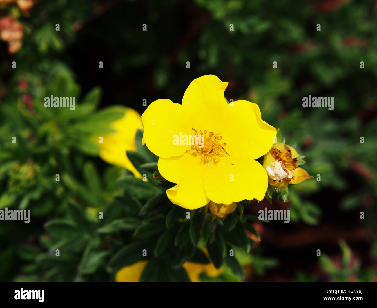 Dasiphora fruticosa syn Potentilla fruticosa 'Goldfinger' - shrubby ...