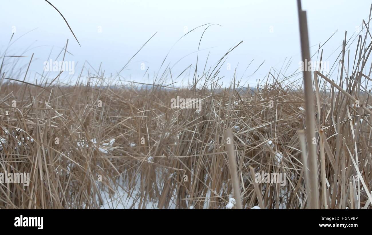 dry the grass marsh winter reed nature beautiful landscape Stock Photo ...