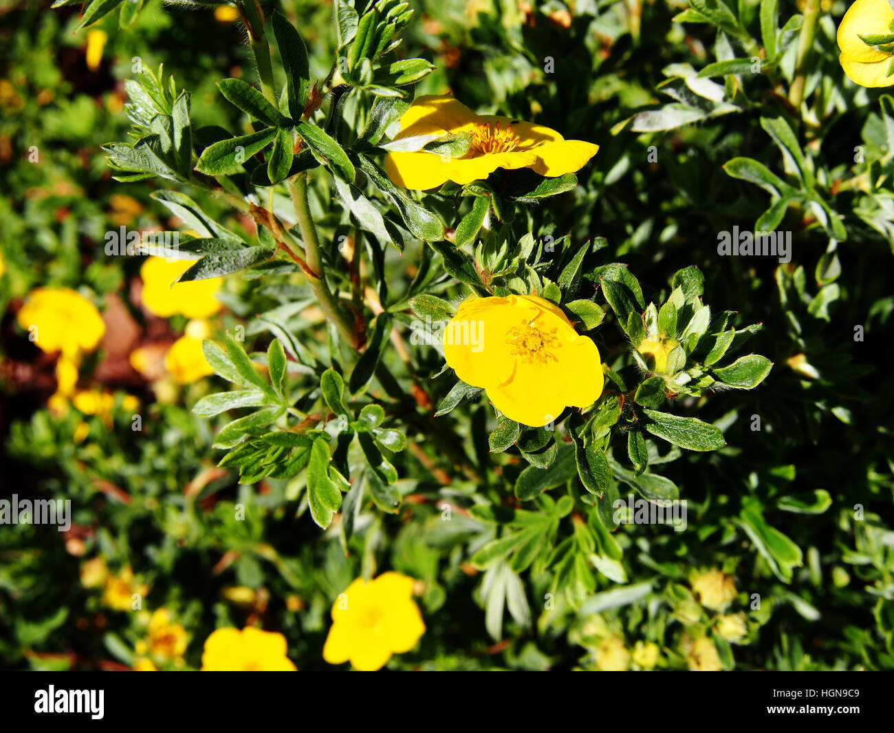 Dasiphora fruticosa syn Potentilla fruticosa 'Goldfinger' - shrubby ...