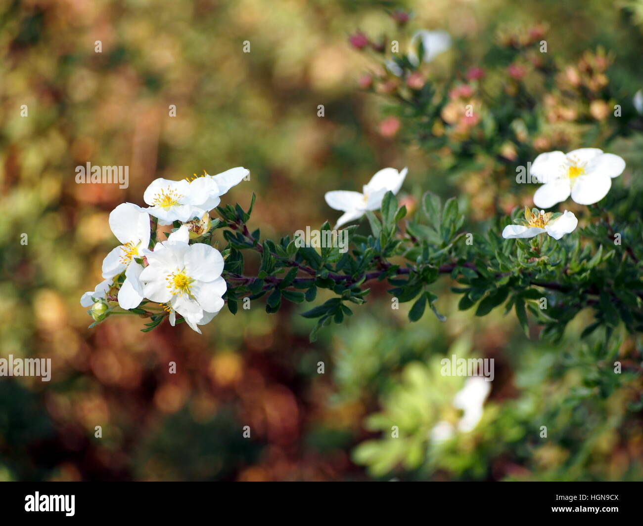 Dasiphora fruticosa syn Potentilla fruticosa 'Abbotswood' - shrubby ...