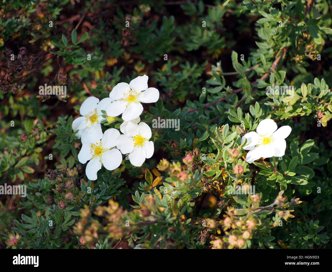 Dasiphora fruticosa syn Potentilla fruticosa 'Abbotswood' - shrubby ...