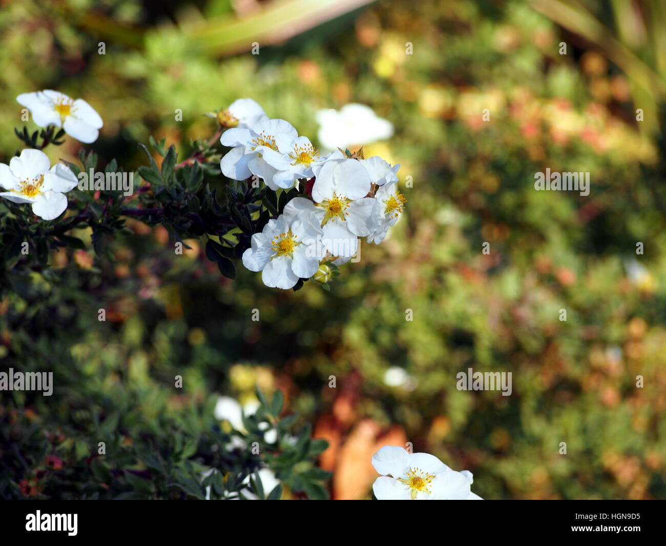Dasiphora fruticosa syn Potentilla fruticosa 'Abbotswood' - shrubby ...