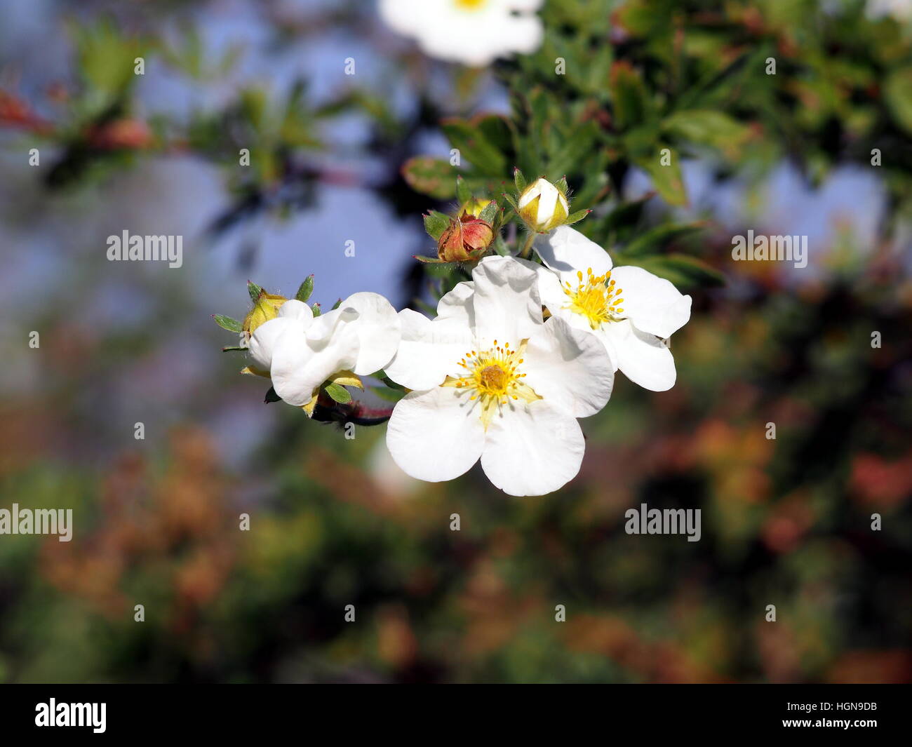 Dasiphora fruticosa syn Potentilla fruticosa 'Abbotswood' - shrubby ...