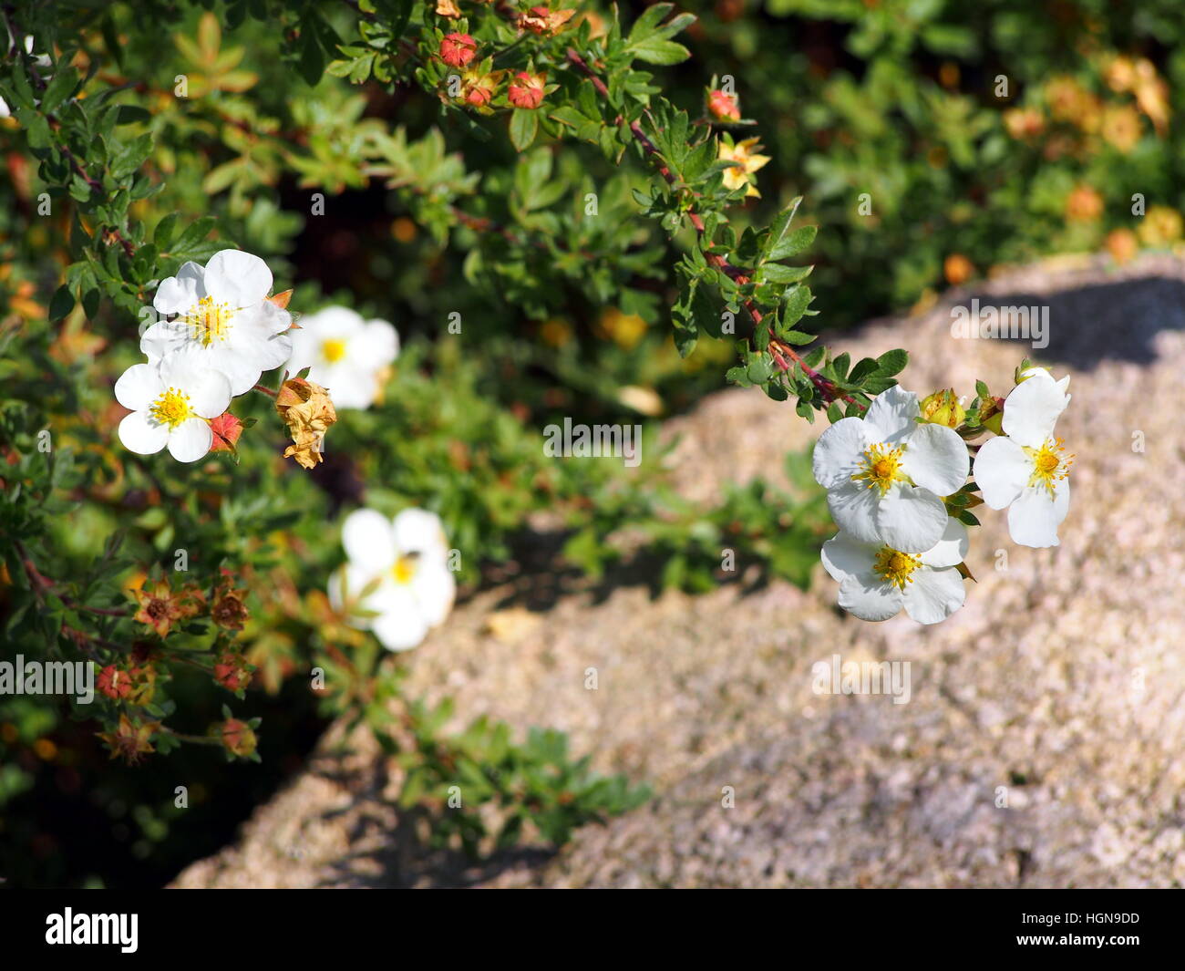 Dasiphora fruticosa syn Potentilla fruticosa 'Abbotswood' - shrubby ...