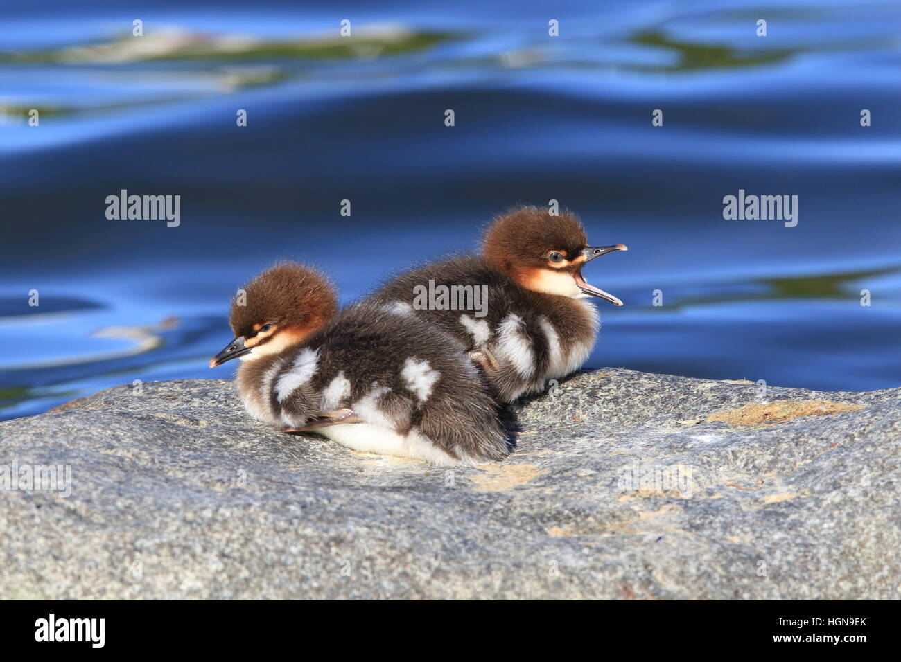 Common merganser, Goosander ducklings, resting on stone Stock Photo - Alamy