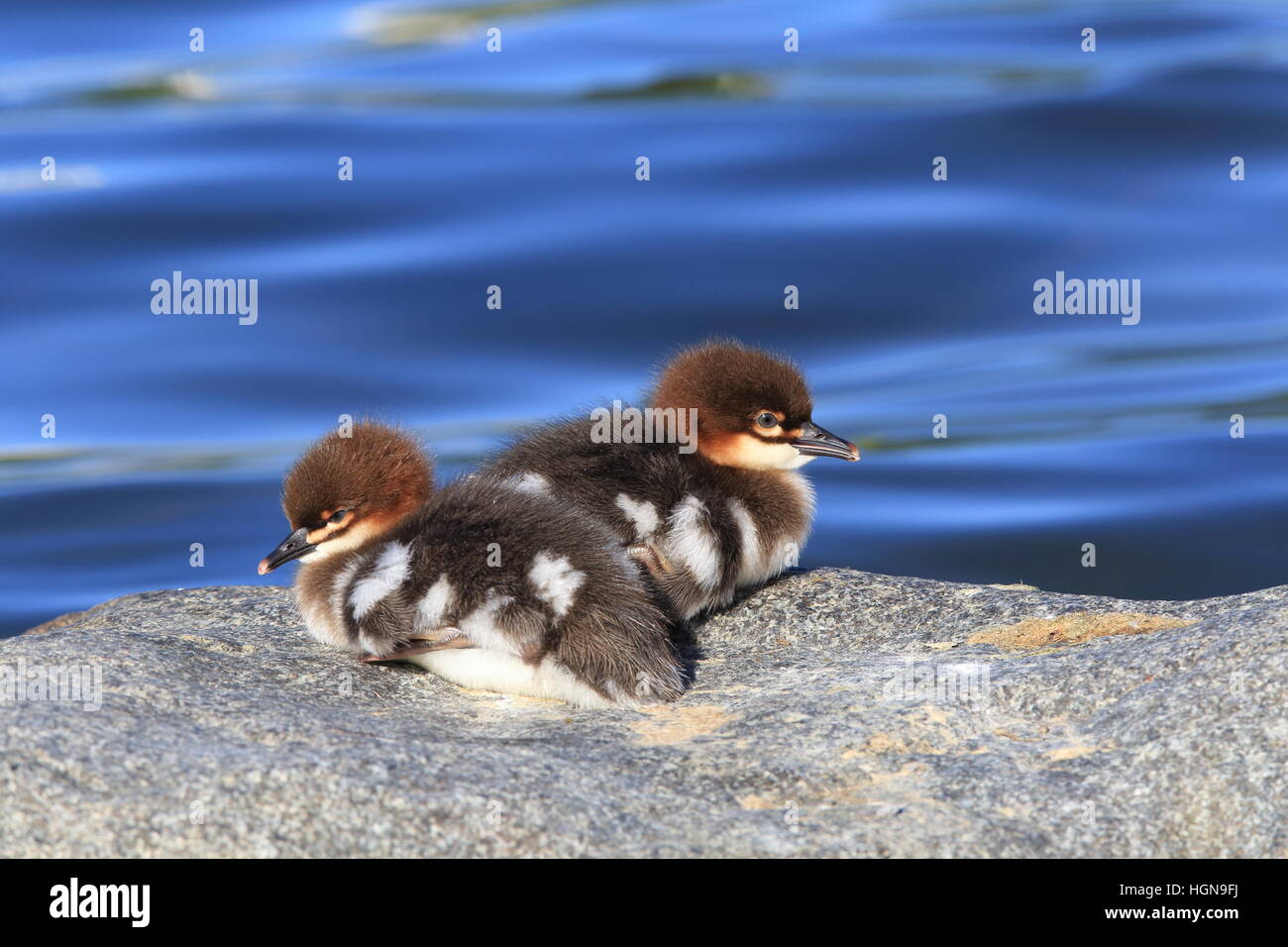 Merganser Ducklings