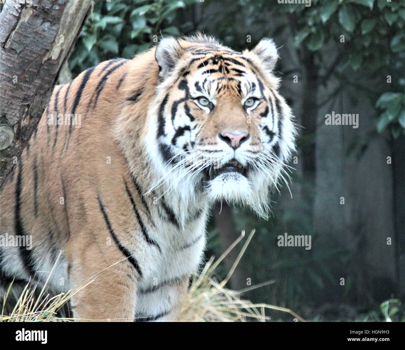 tiger : Sumatran tiger (Panthera tigris sumatrae) is a rare tiger ...