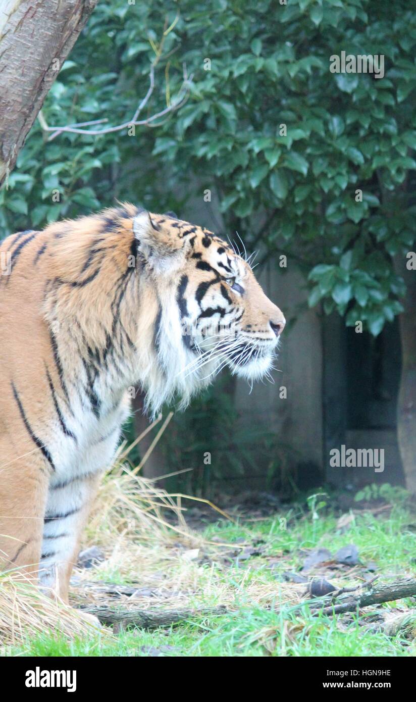 tiger : Sumatran tiger (Panthera tigris sumatrae) is a rare tiger ...