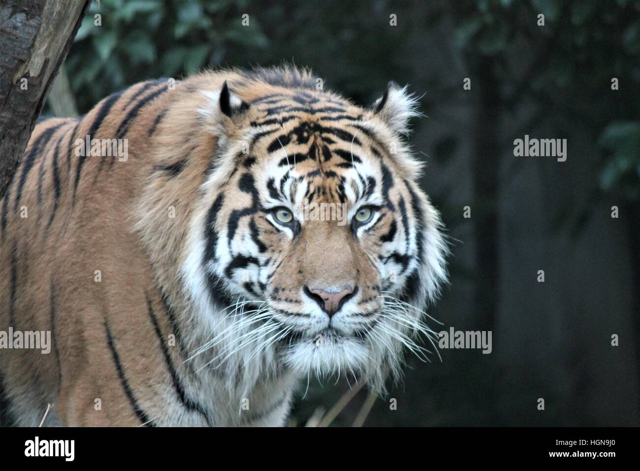 Sunda tiger hi-res stock photography and images - Alamy