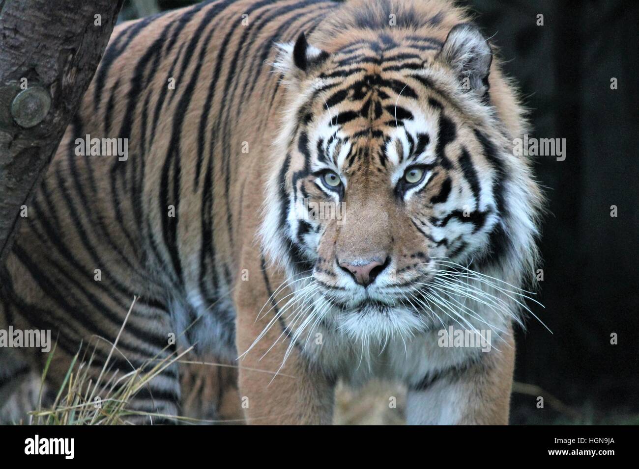 Sunda island tiger hi-res stock photography and images - Alamy