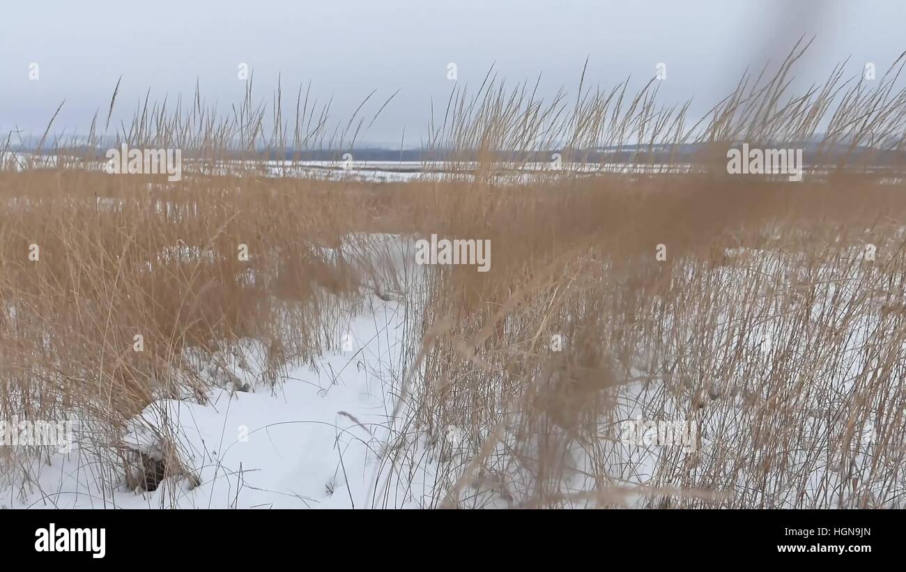 dry grass field winter snow winter nature the landscape Stock Photo - Alamy