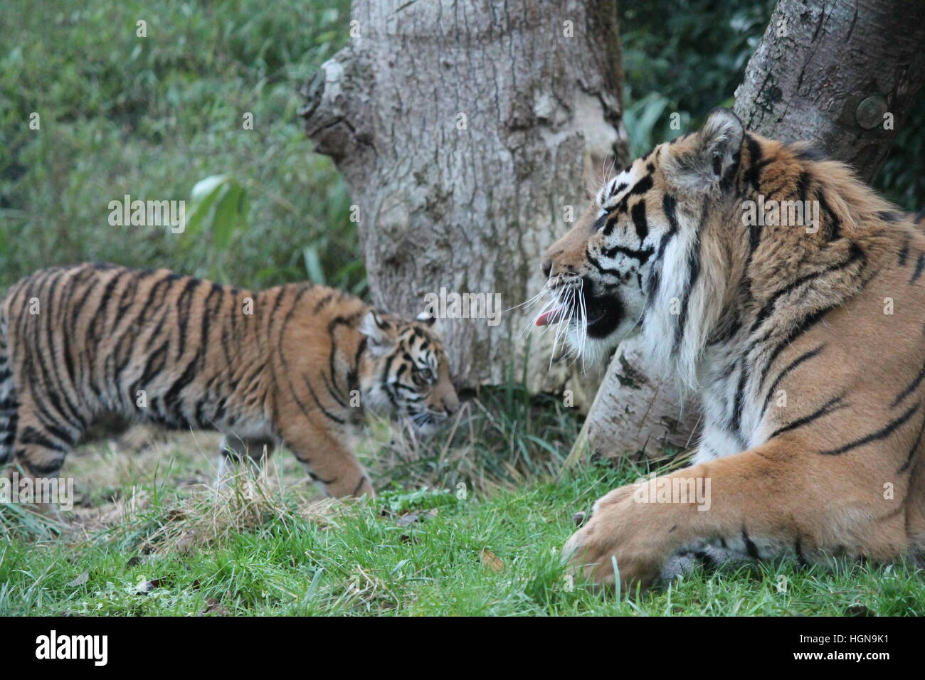 Sunda island tiger hi-res stock photography and images - Alamy