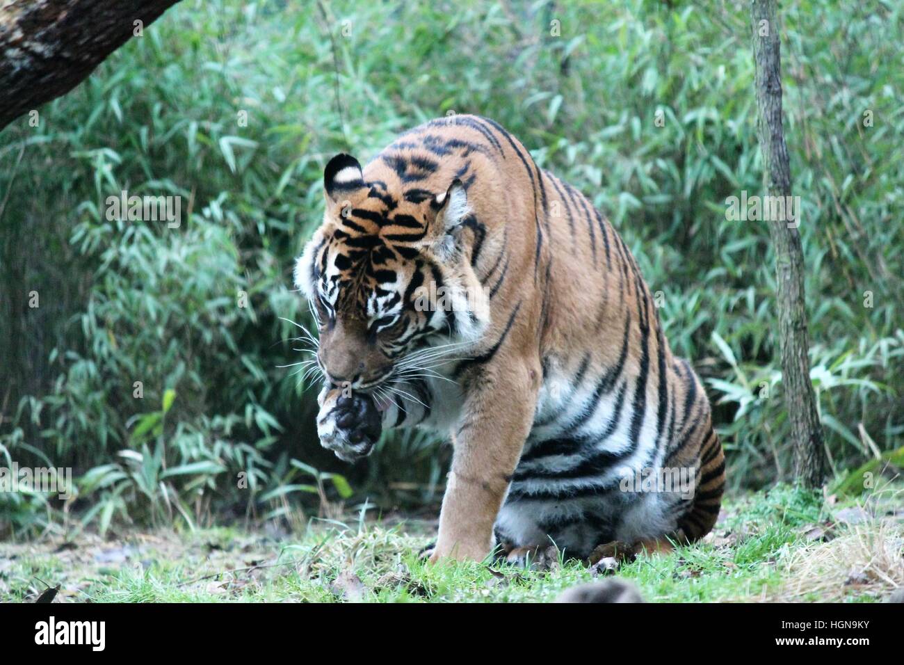 Sunda island tiger hi-res stock photography and images - Alamy