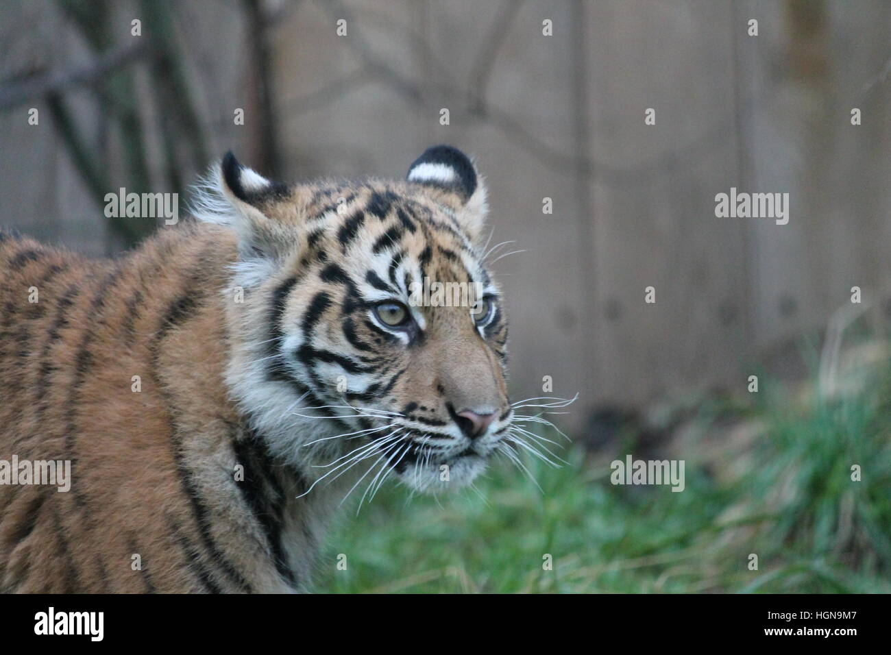 tiger cub Sumatran young baby playing Stock Photo - Alamy